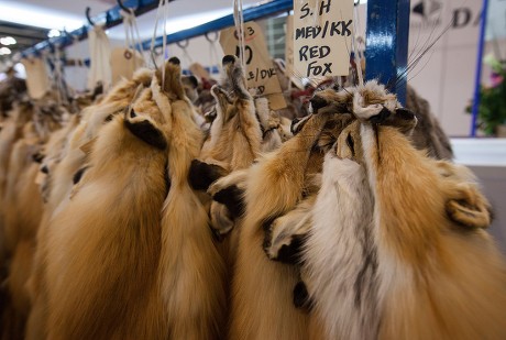 __COUNT__ Hong Kong Fur Fair, China - 22 Feb 2018 Stock Pictures ...