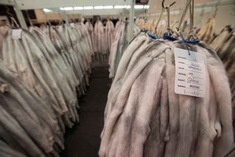 Animal Furs On Display Booth Hong Editorial Stock Photo - Stock Image ...