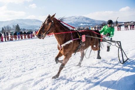 Participant Seen During Traditional Sleigh Race Editorial Stock Photo ...