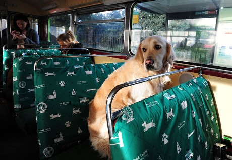 22 Golden retriever dog owners Stock Pictures, Editorial Images and ...