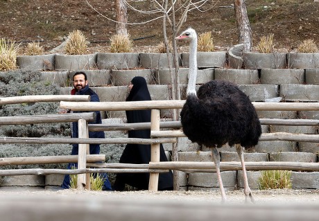 Iranian Couple Look Ostriche Tehran Bird Editorial Stock Photo - Stock ...