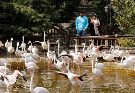 Iranian Couple Look Flamingos Standing Tehran Editorial Stock Photo ...