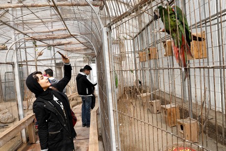 Iranian Takes Picture Green Parrots Inside Editorial Stock Photo ...