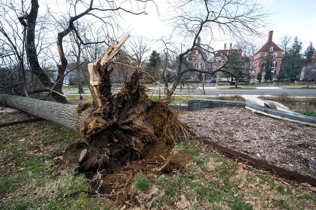 Winddowned Tree Lies Across Kahlil Gibran Editorial Stock Photo - Stock ...
