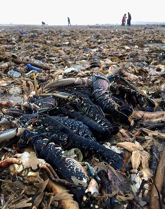 Devastating Scenes Show Millions Sea Creatures Editorial Stock Photo ...