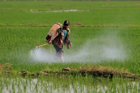 Myanmar Farmer Ploughs Land Machine Plougher Editorial Stock Photo ...