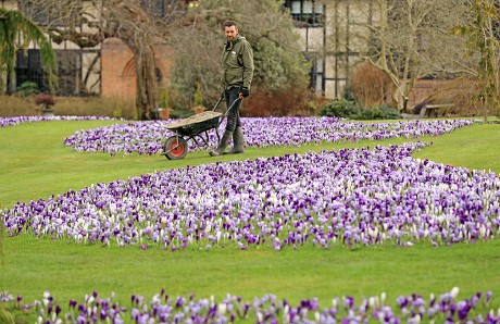 Head Gardener Peter Goodchild Tends Blanket Editorial Stock Photo ...