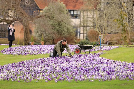 Head Gardener Peter Goodchild Tends Blanket Editorial Stock Photo ...