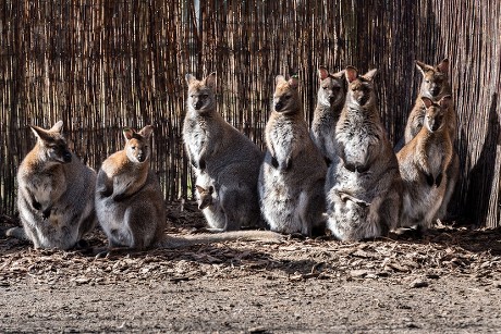The red-necked wallabies in Wroclaw's zoo, Poland - 09 Mar 2018 Stock ...