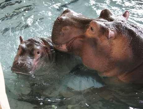 Hippos at Whipsnade Zoo, Bedfordshire, UK - 09 Sep 2017 Stock Pictures ...