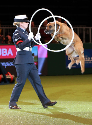 Raf Police Dog Display Editorial Stock Photo - Stock Image | Shutterstock
