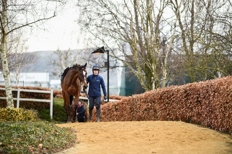 Horses Guided Back Stables After Their Editorial Stock Photo - Stock ...