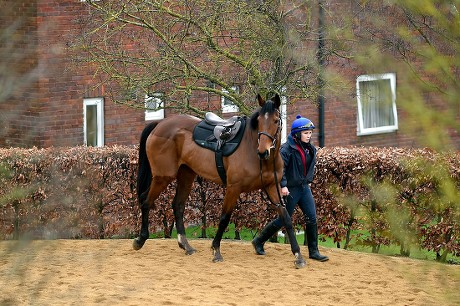 Horses Guided Back Stables After Their Editorial Stock Photo - Stock ...