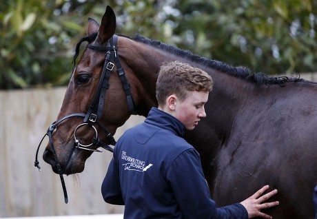 Stable Hand His Horse Editorial Stock Photo - Stock Image | Shutterstock