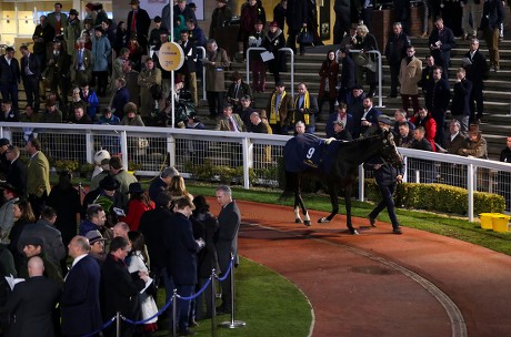Auction Take Place Cheltenham Parade Ring Editorial Stock Photo - Stock ...