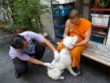 Thai Buddhist Monk Holds Dog Veterinarian Editorial Stock Photo - Stock ...