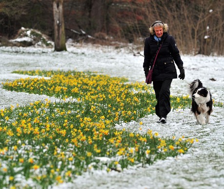 Sea Freezing Cold Spring Daffodils Snow Editorial Stock Photo - Stock ...