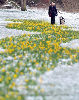 Sea Freezing Cold Spring Daffodils Snow Editorial Stock Photo - Stock ...