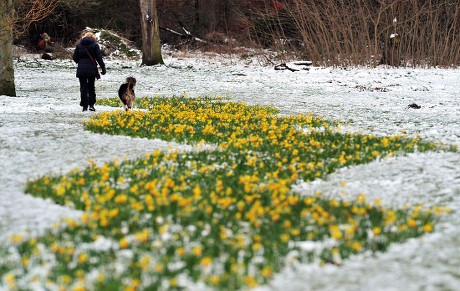Sea Freezing Cold Spring Daffodils Snow Editorial Stock Photo - Stock ...