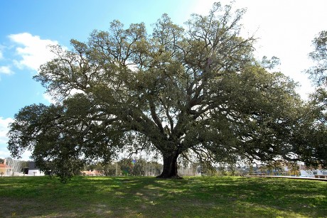 Portuguese Whistler Cork Oak Tree 234 Editorial Stock Photo - Stock ...