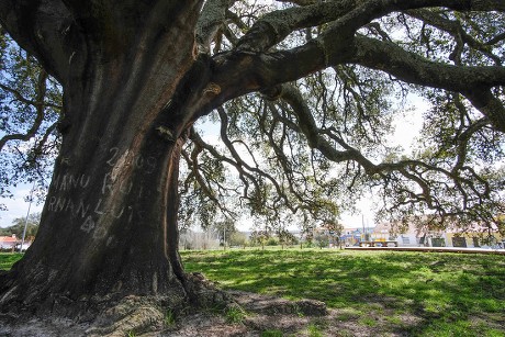 Portuguese Whistler Cork Oak Tree 234 Editorial Stock Photo - Stock ...