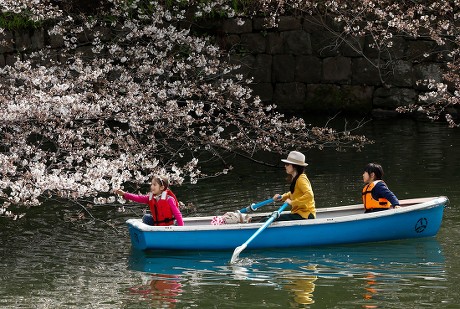 Visitors Rowing Boats View Cherry Blossoms Editorial Stock Photo ...