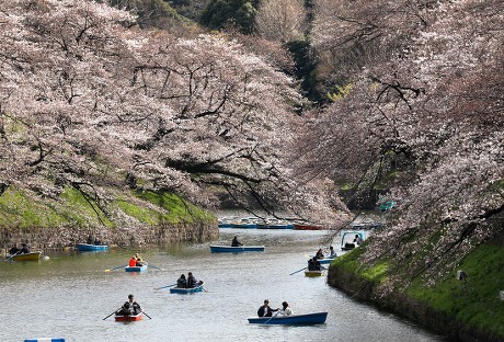 Visitors Rowing Boats View Cherry Blossoms Editorial Stock Photo ...