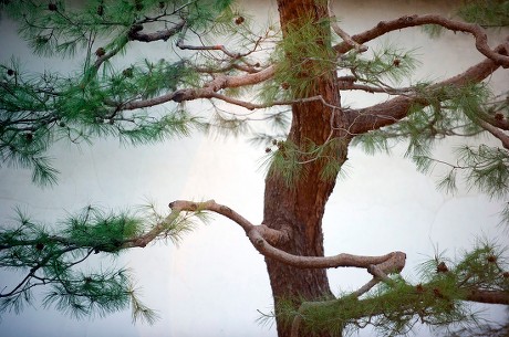 Pine Tree Grows Front Moat Nijo Editorial Stock Photo - Stock Image ...