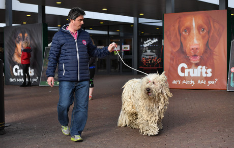 250 Puli Stock Pictures, Editorial Images and Stock Photos | Shutterstock