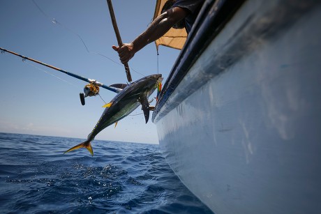Yellowfin Tuna Pulled Gaff By Fortyeightyearold Editorial Stock Photo ...