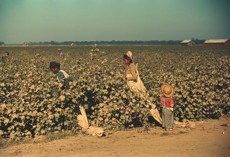 Young Children Day Laborers Picking Cotton Editorial Stock Photo ...