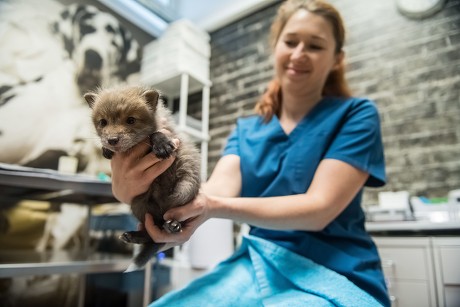 Four Week Old Female Fox Fed Editorial Stock Photo - Stock Image ...