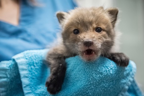 Four Week Old Female Fox Fed Editorial Stock Photo - Stock Image ...
