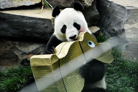 Wang Wang Panda Nibbles On Sensory Editorial Stock Photo - Stock Image ...