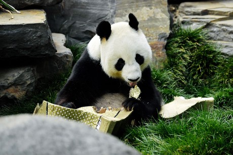 Wang Wang Panda Nibbles On Sensory Editorial Stock Photo - Stock Image ...