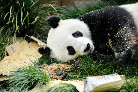 Wang Wang Panda Frolicks Sensory Easter Editorial Stock Photo - Stock ...