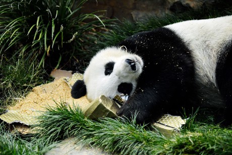 Wang Wang Panda Frolicks Sensory Easter Editorial Stock Photo - Stock ...