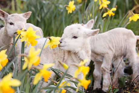 __COUNT__ Seasonal weather, UK - 30 Mar 2018 Stock Pictures, Editorial ...