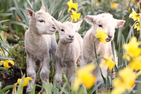 __COUNT__ Seasonal weather, UK - 30 Mar 2018 Stock Pictures, Editorial ...
