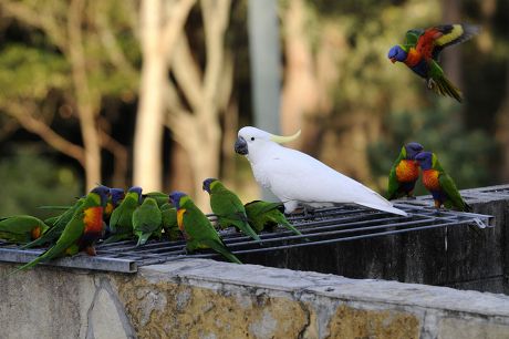 Group Rainbow Lorikeet Cockatoo Feeding Garden Editorial Stock Photo ...
