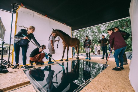 One Horses Photographed Underneath Editorial Stock Photo - Stock Image ...