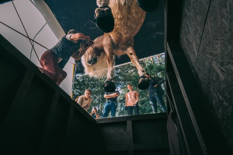 16 Horses photographed from underneath Stock Pictures, Editorial Images ...