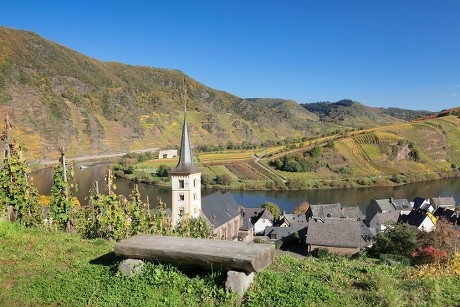 Vineyard Moselleschleife Near Bremm Bremmer Calmont Editorial Stock ...