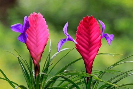 500 Cyanea Stock Pictures, Editorial Images and Stock Photos | Shutterstock