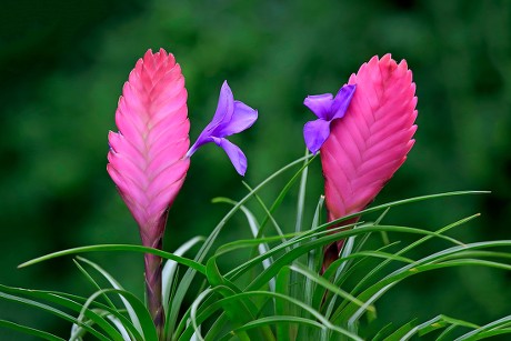 500 Cyanea Stock Pictures, Editorial Images and Stock Photos | Shutterstock