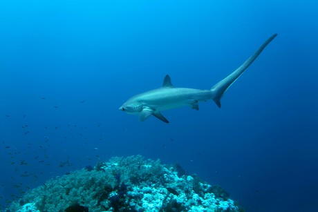 28 Thresher shark Stock Pictures, Editorial Images and Stock Photos ...