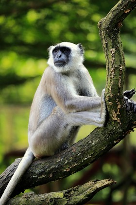 250 Semnopithecus Stock Pictures, Editorial Images and Stock Photos ...