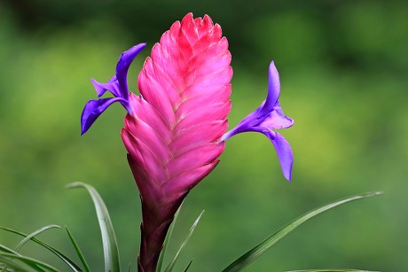 500 Cyanea Stock Pictures, Editorial Images and Stock Photos | Shutterstock