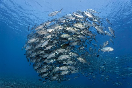 37 Six banded trevally Stock Pictures, Editorial Images and Stock ...