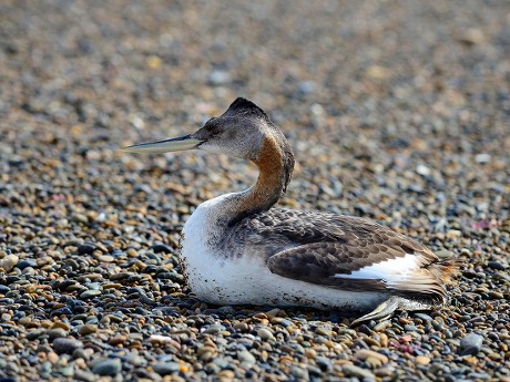 Great Grebe Podiceps Major Gravel Beach Editorial Stock Photo - Stock ...